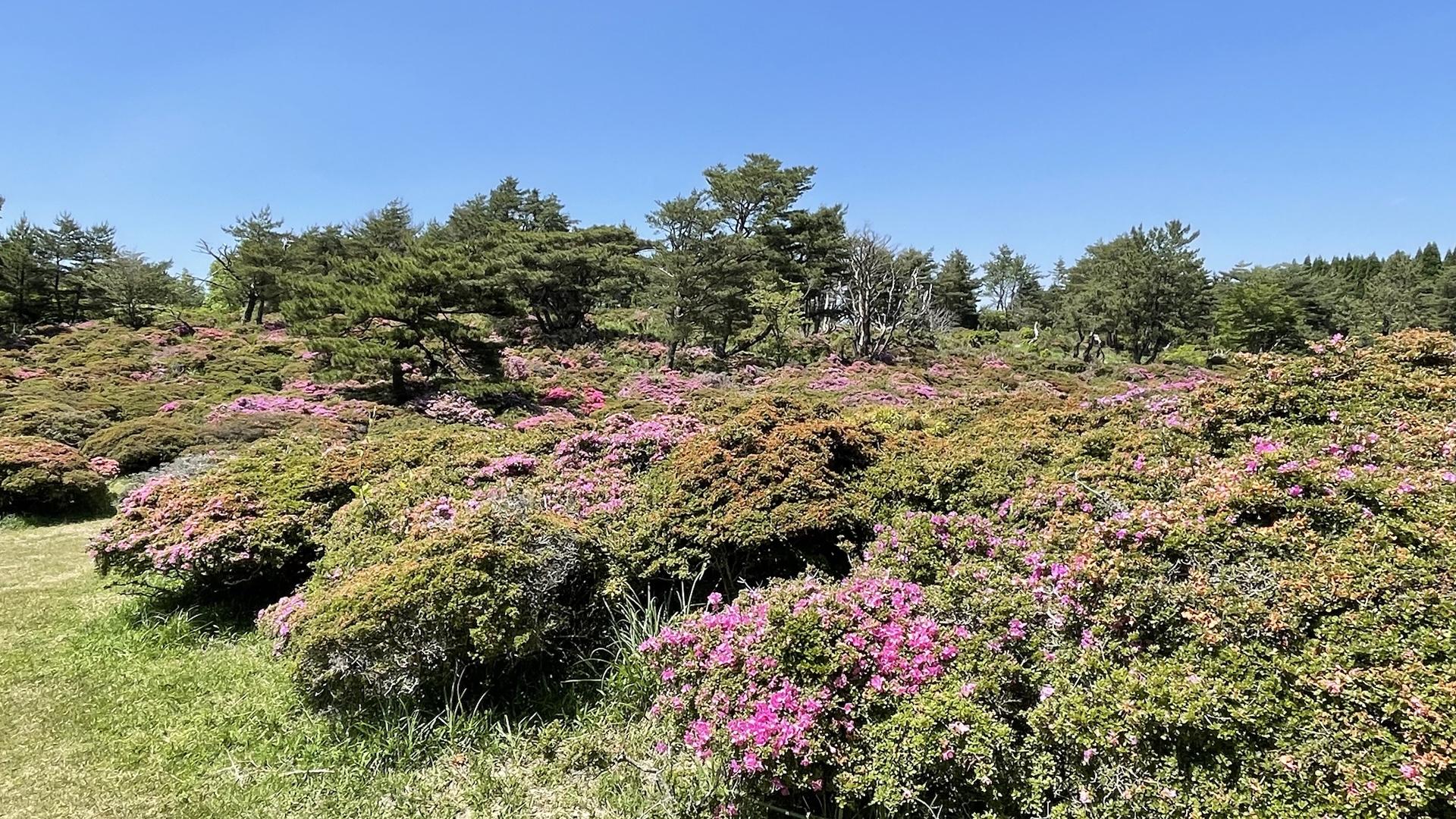 ミヤマキリシマの旅その② 万年山（ハネヤマ） 2025.6.4 / riwonさんの万年山・伐株山の活動データ | YAMAP / ヤマップ