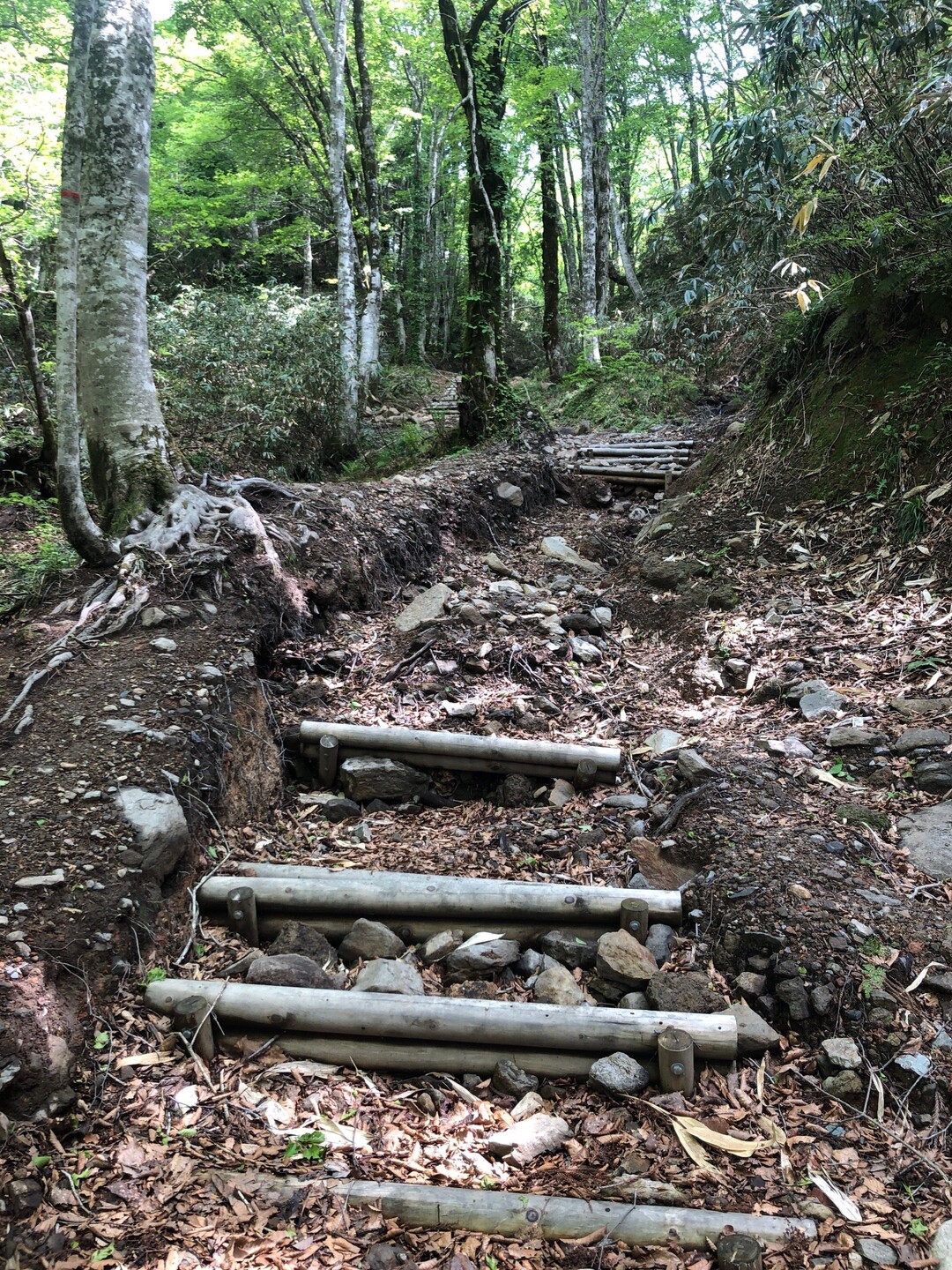 naoさんの投稿したフィールドメモ | YAMAP / ヤマップ