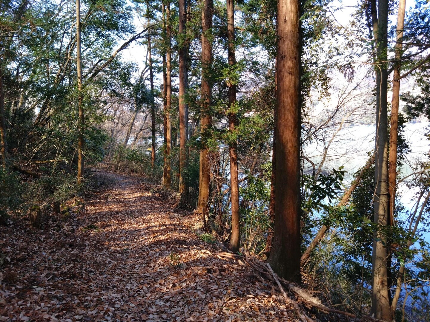 日連アルプス・おおだ小径 / Nagaさんの石老山・ 石砂山の活動データ | YAMAP / ヤマップ
