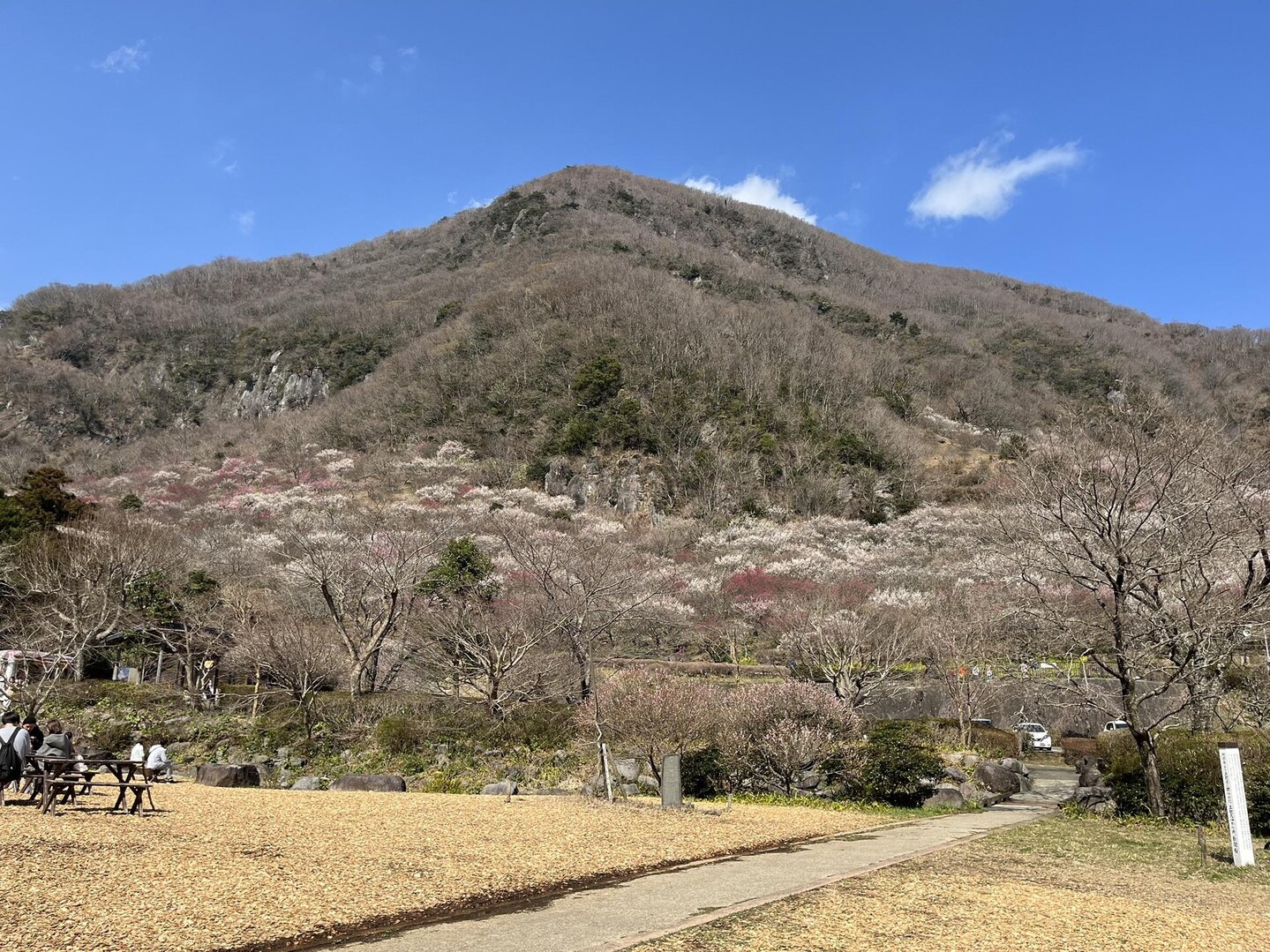 幕山・南郷山 / Marioさんの金時山・明神ヶ岳の活動データ | YAMAP / ヤマップ