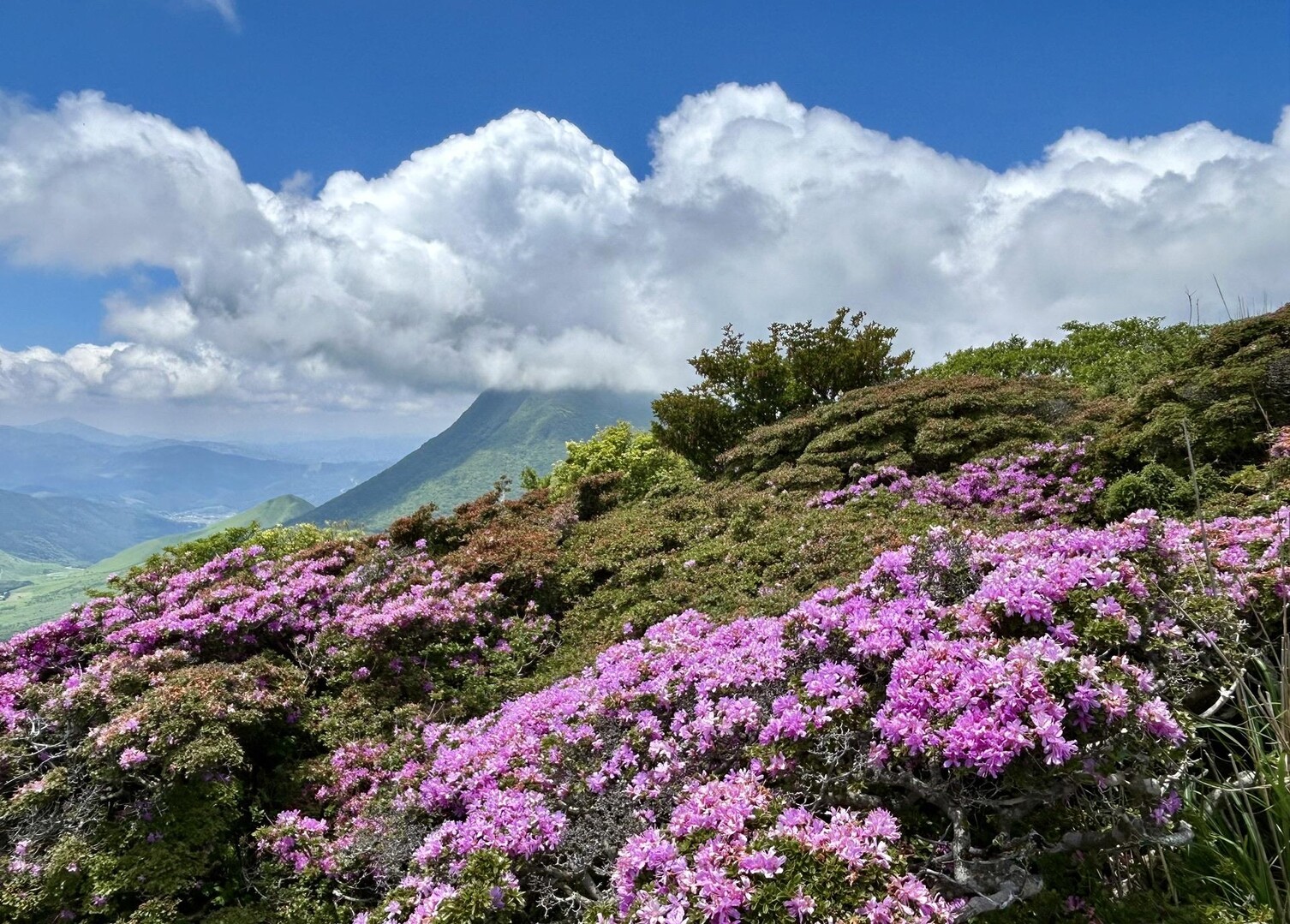 いろんな花を探しながら((´∀`*))鶴見岳 / datinさんの由布岳・鶴見岳の活動データ | YAMAP / ヤマップ