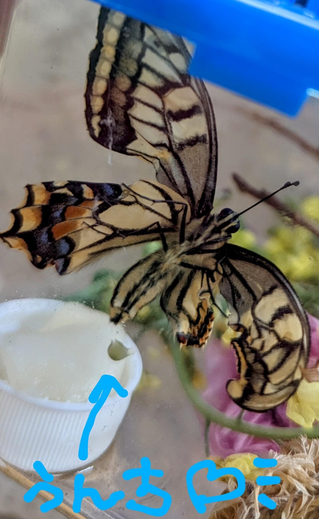 羽化に失敗した子💧 自然の中で... / H.Lily(花ちゃん)さんのモーメント | YAMAP / ヤマップ