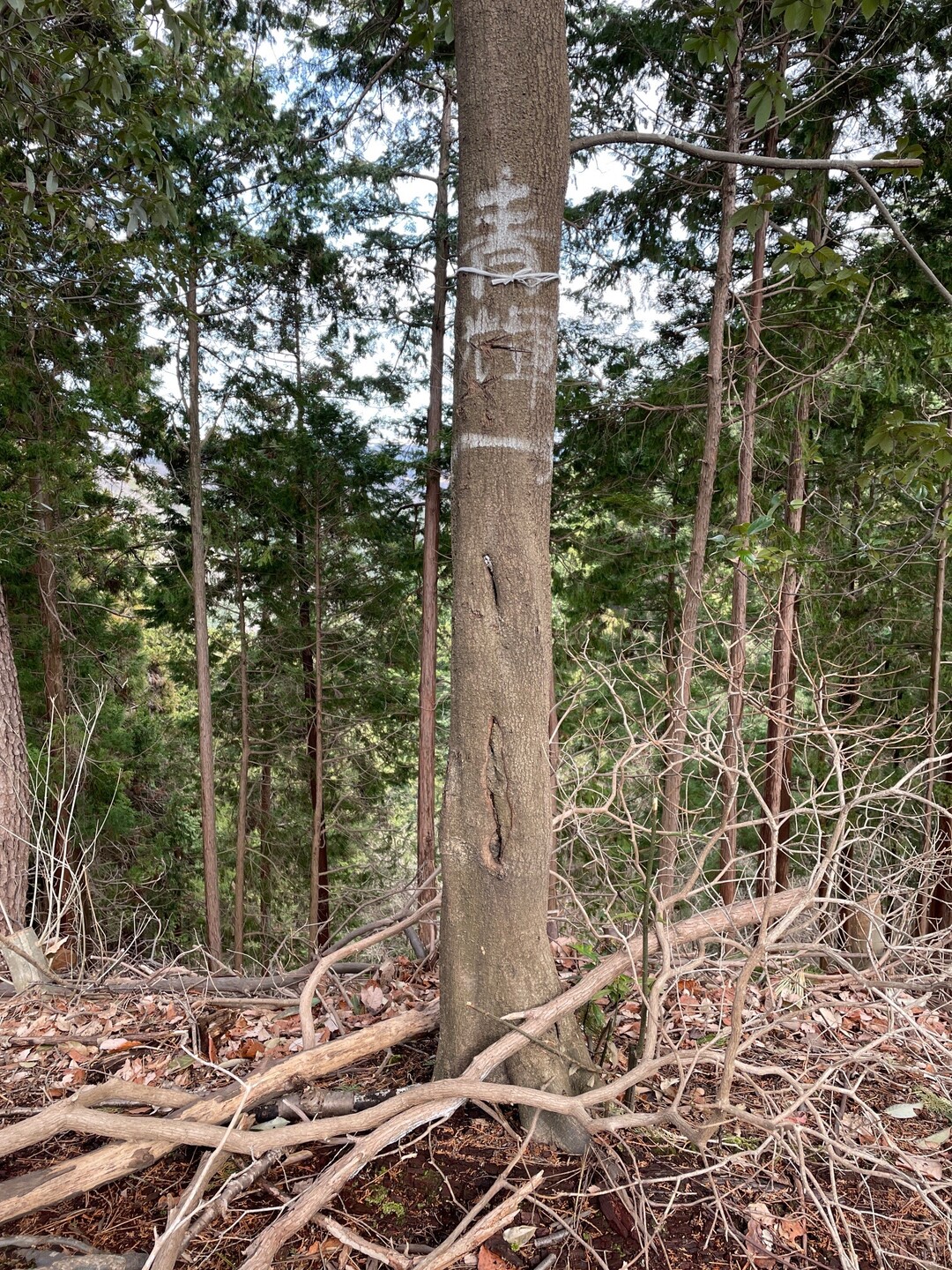 monamonaさんの投稿したフィールドメモ | YAMAP / ヤマップ