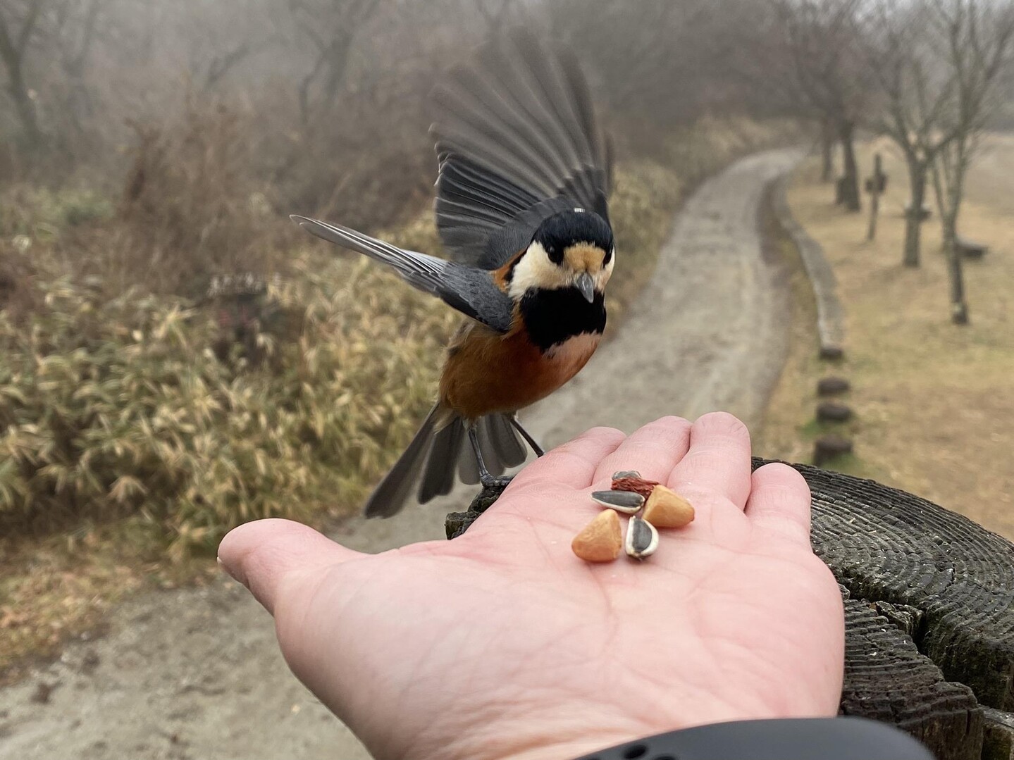 金剛山で野鳥と戯れる / hidekixさんの金剛山・二上山・大和葛城山の活動データ | YAMAP / ヤマップ