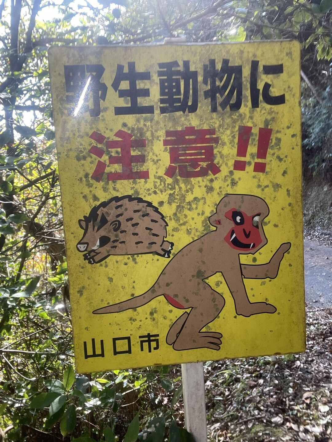 権現山・障子岳・兄弟山（弟山）・兄弟山・岩戸山・鋤尖山 / sumiさんの東鳳翩山・西鳳翩山・鴻ノ峰の活動データ | YAMAP / ヤマップ