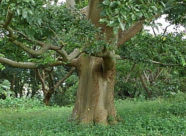 佐潟周辺の新潟砂丘-2020-09-21 / ryozihondaさんの角田山の活動データ | YAMAP / ヤマップ