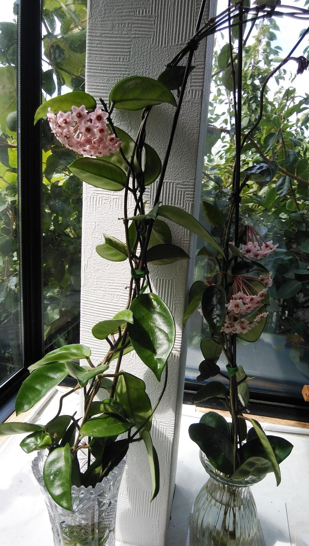 サクラランの枝を花瓶に水挿したら、根も出... / 杜のカワセミさんのモーメント | YAMAP / ヤマップ