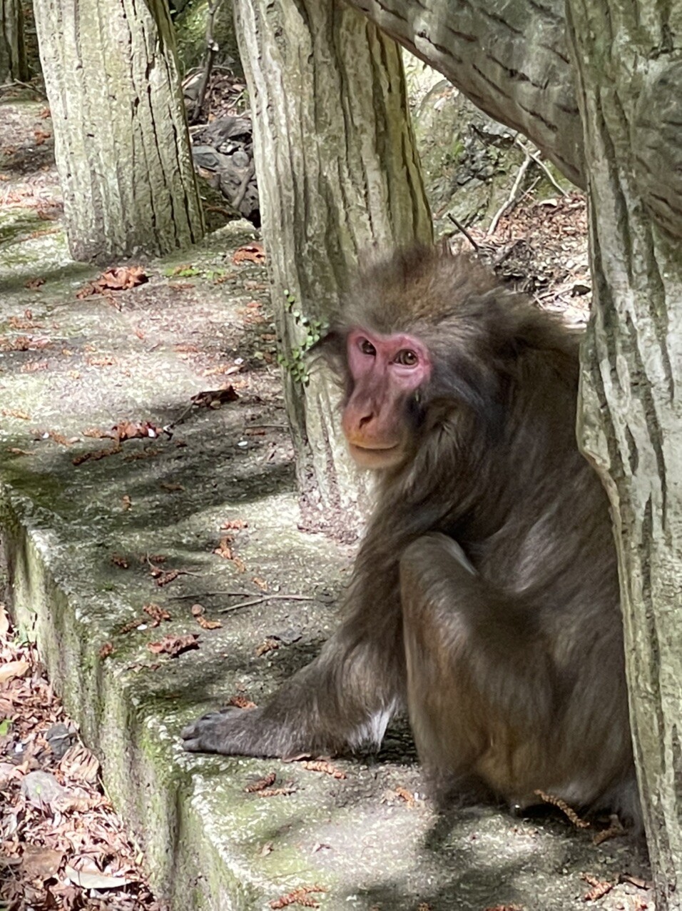 Yoshikoのページ | YAMAP / ヤマップ