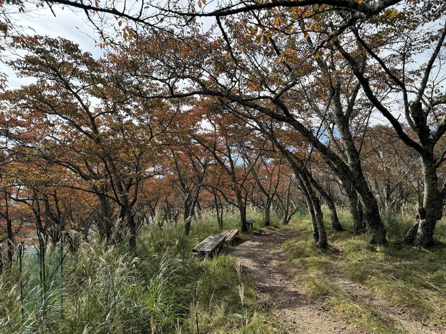 光城山 / Markさんの光城山・長峰山の活動データ | YAMAP / ヤマップ