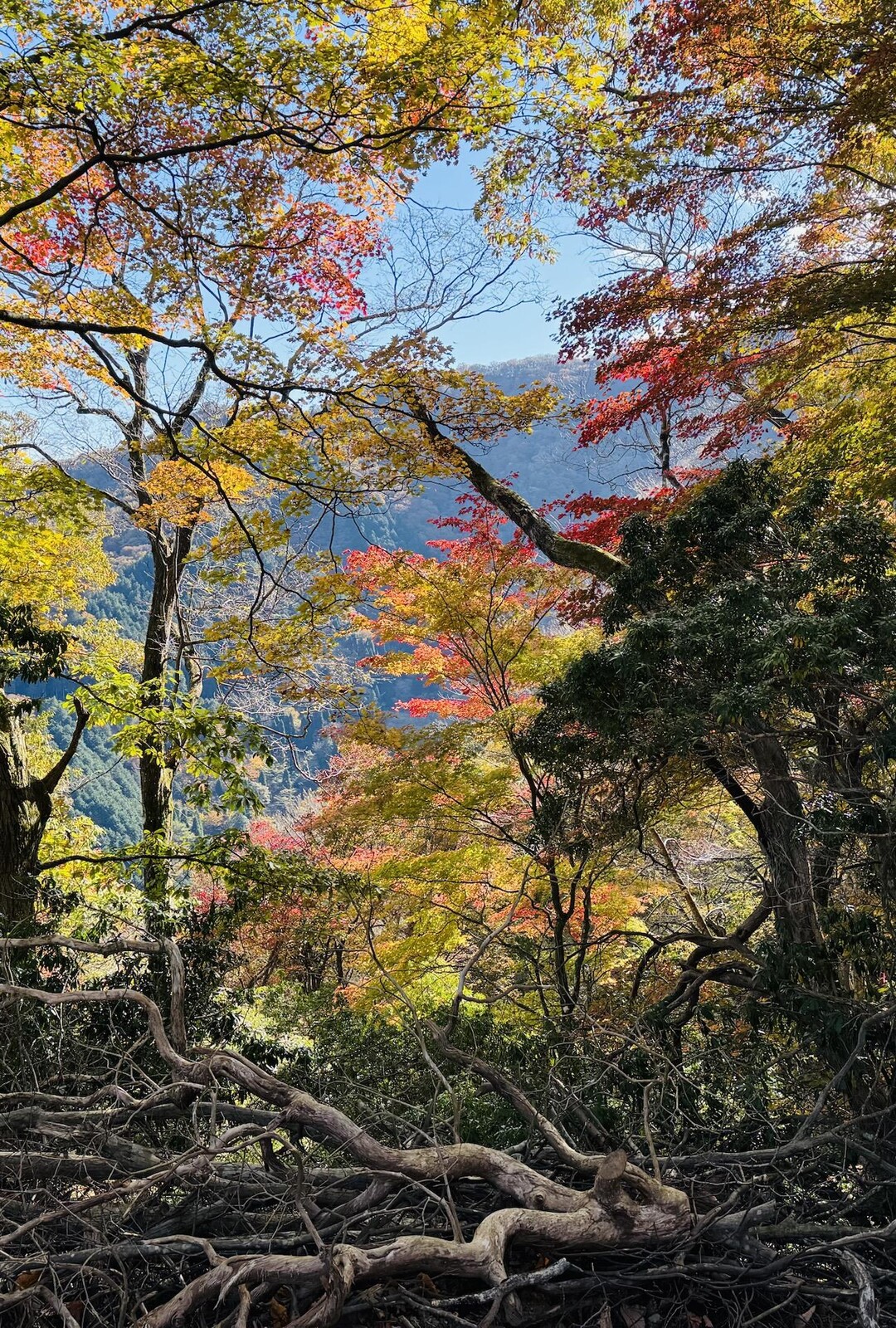 紅葉🍁を見に 三方山・小倉山・養老山・北尾根P826峰 / ちーぷぅさんの養老山・笙ヶ岳・三方山の活動データ | YAMAP / ヤマップ
