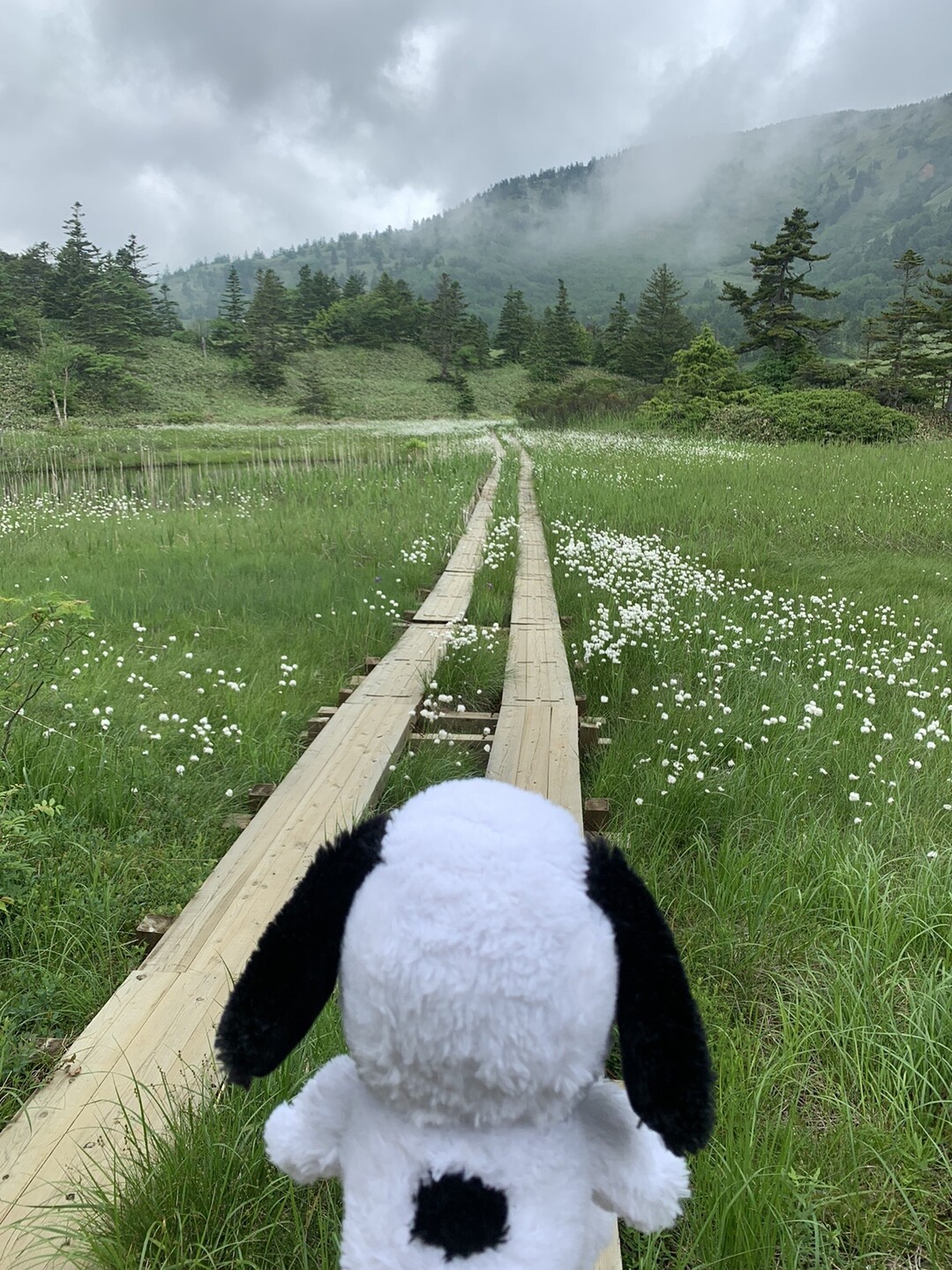 ウォーキング-2020-07-05 / masuminha & Snoopy さんのウォーキングの活動データ | YAMAP / ヤマップ