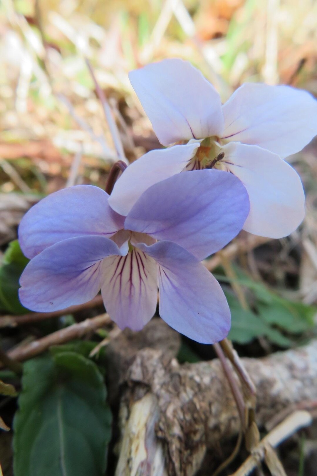 ギックリ腰になりました。受診し、とくに深... / MARCOさんのモーメント | YAMAP / ヤマップ