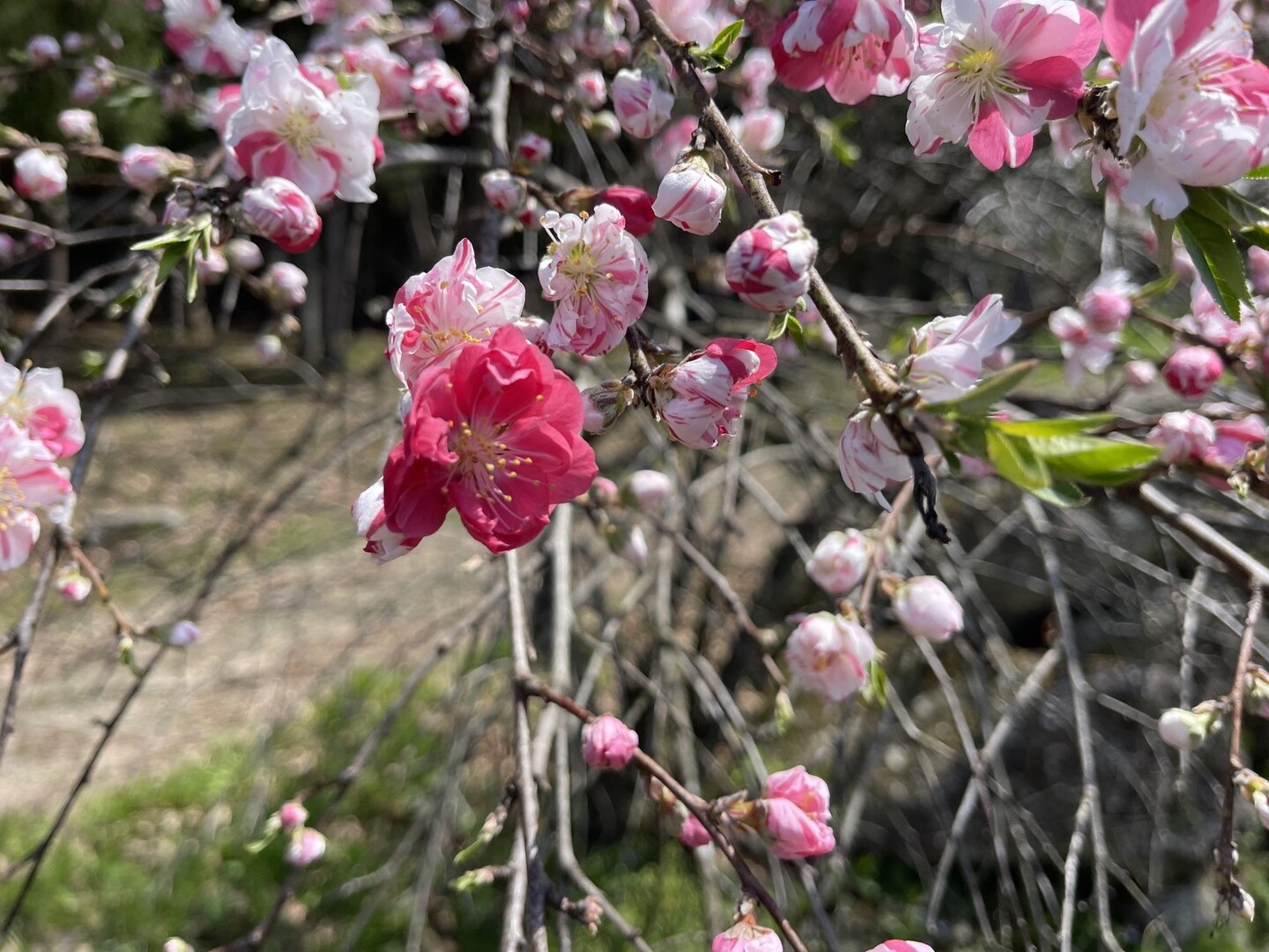 鎖場，岩登り，山歩き，スリル，絶景，全ての要素が短時間のコースに詰まっている一念峰へ。 / DDT-EXさんの文殊山・一年峰の活動データ | YAMAP / ヤマップ