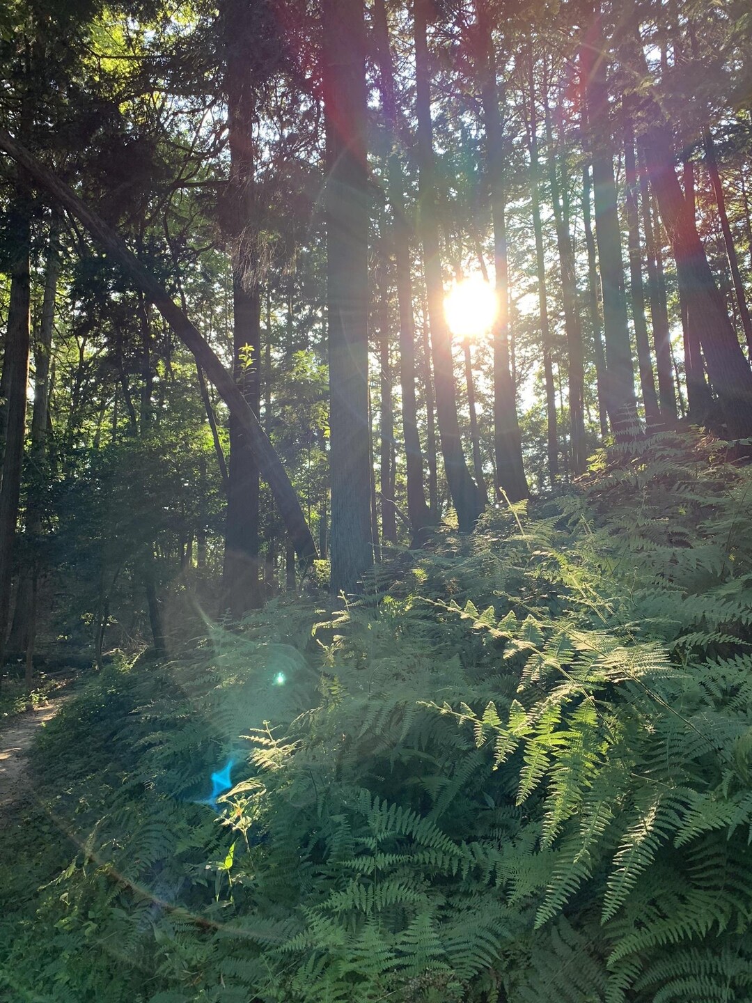 日夏山・荒神山 / kaakoさんの荒神山の活動データ | YAMAP / ヤマップ