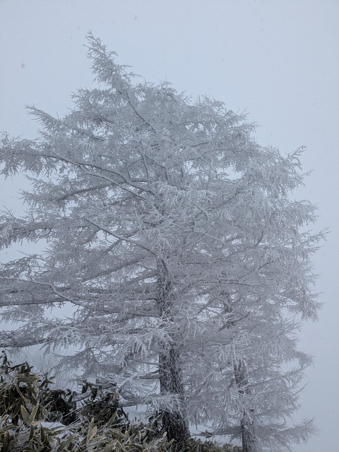 長者峰・高嶺 / R-1さんの高嶺山・長者峰の活動データ | YAMAP / ヤマップ