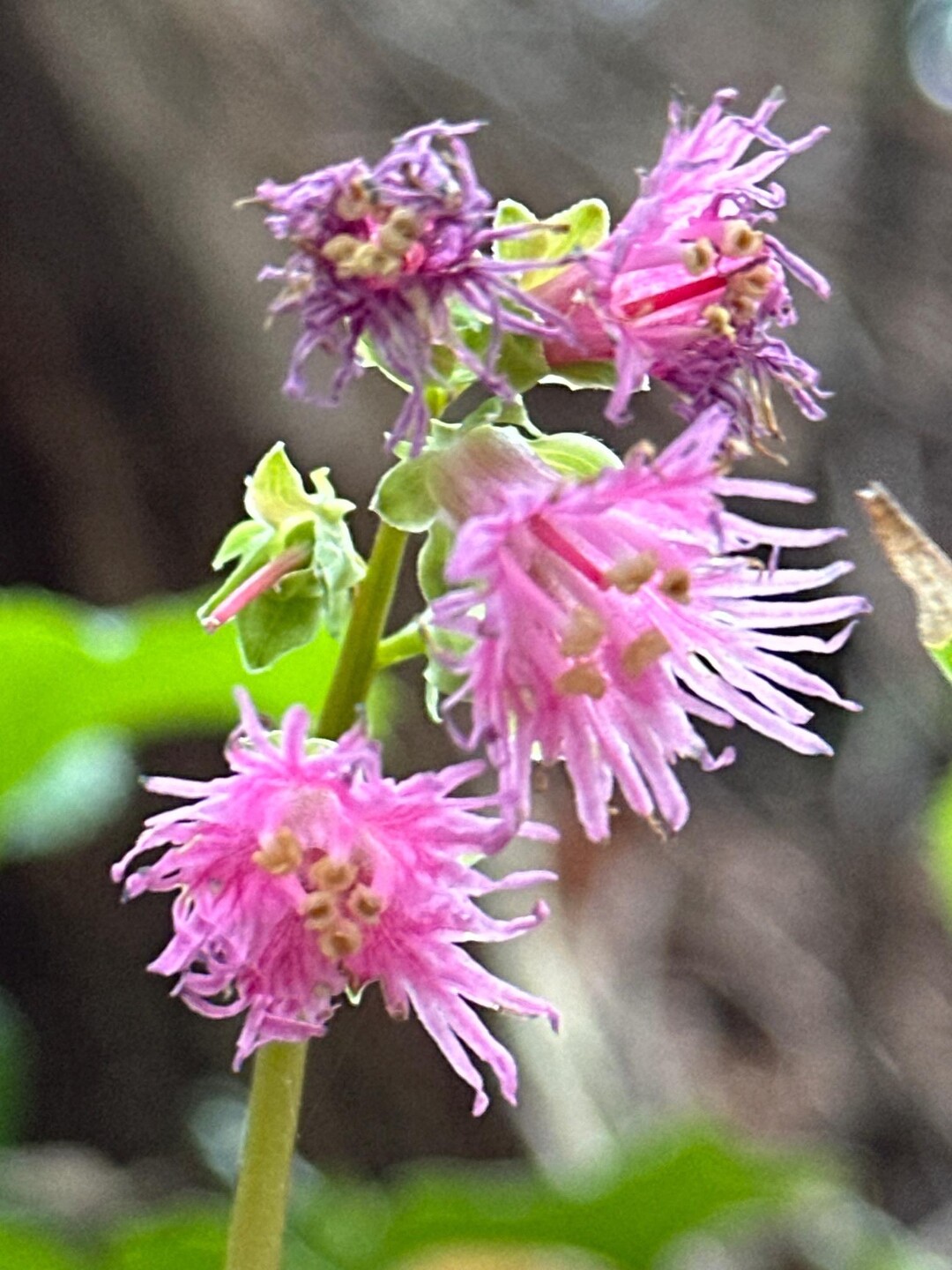 三森山 民泊のススメpart II / ねいさんさんの三森山・水晶山の活動データ | YAMAP / ヤマップ