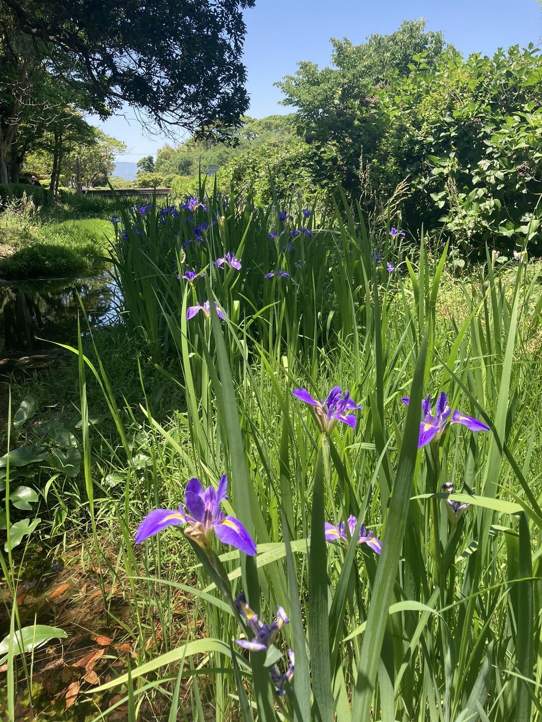 太宰府政庁跡〜🍃岩屋山🦎 / sho-koしょうこさんの四王寺山・大城山・大原山の活動データ | YAMAP / ヤマップ