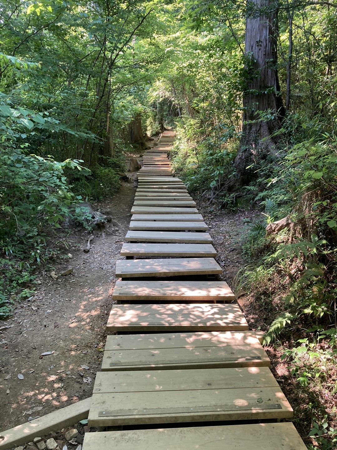 高尾山 熱暑ウォーク-2022-07-01 / Aokatiさんのウォーキングの活動データ | YAMAP / ヤマップ