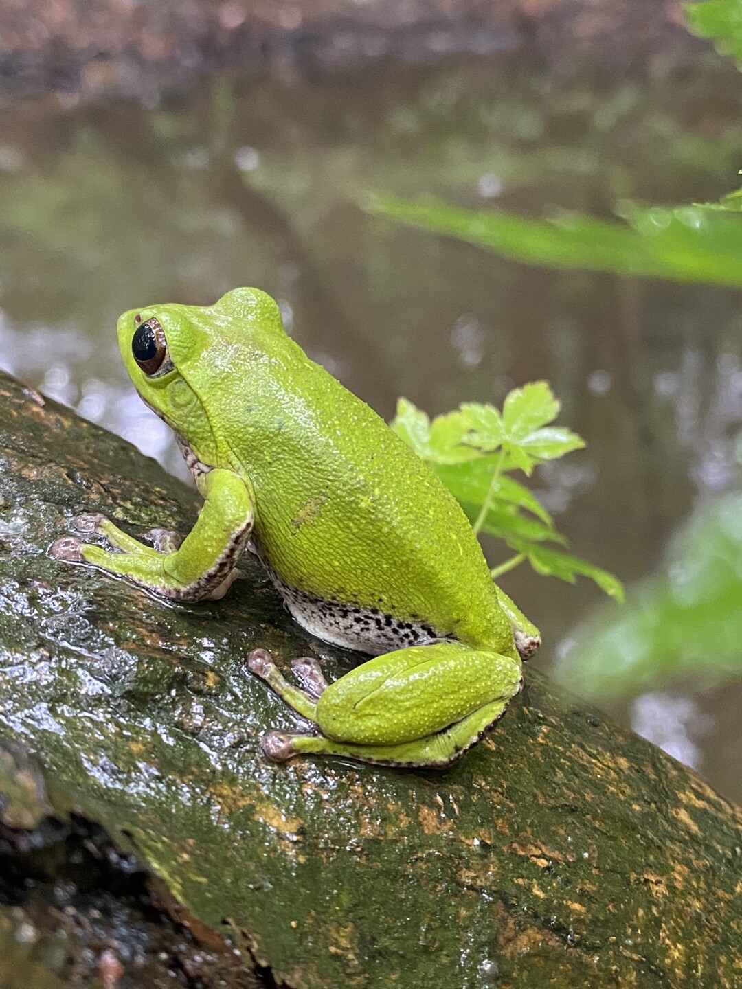 天神山🐸 / eriさんの新潟市の活動データ | YAMAP / ヤマップ