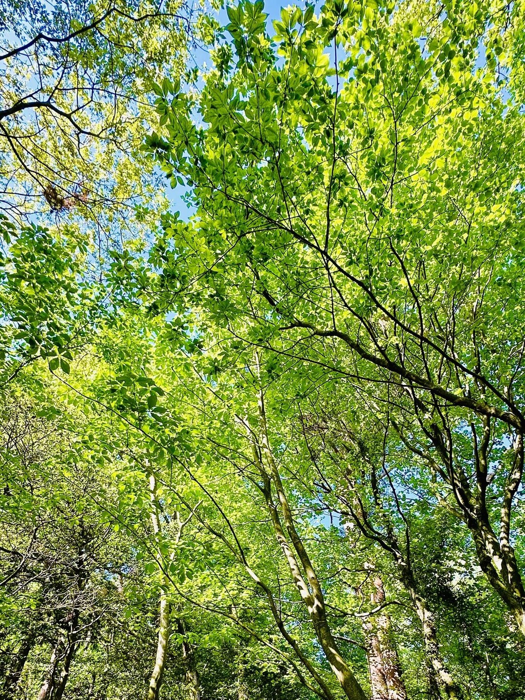 五月晴れ 宝塚から六甲ケーブル🤗 / Gekkoさんの六甲山・長峰山・摩耶山の活動データ | YAMAP / ヤマップ