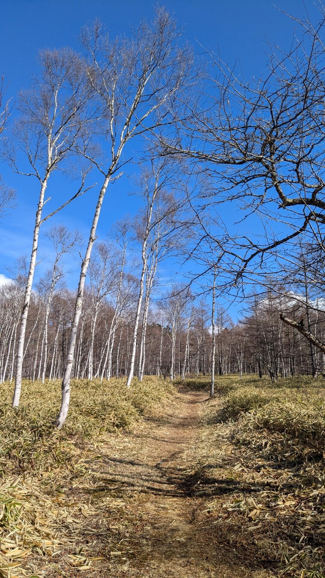 冬支度の日光さんぽ / m93さんの男体山の活動データ | YAMAP / ヤマップ