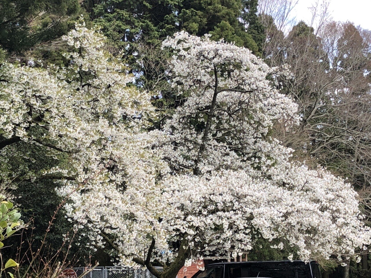 晴れた日に、満開の桜三所めぐり ①雷神社... / rebiさんのモーメント | YAMAP / ヤマップ