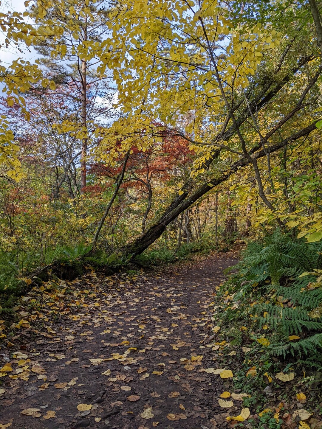磐梯山の麓から再度山を愛でる。 五色沼自... / 朝たろ2525さんのモーメント | YAMAP / ヤマップ