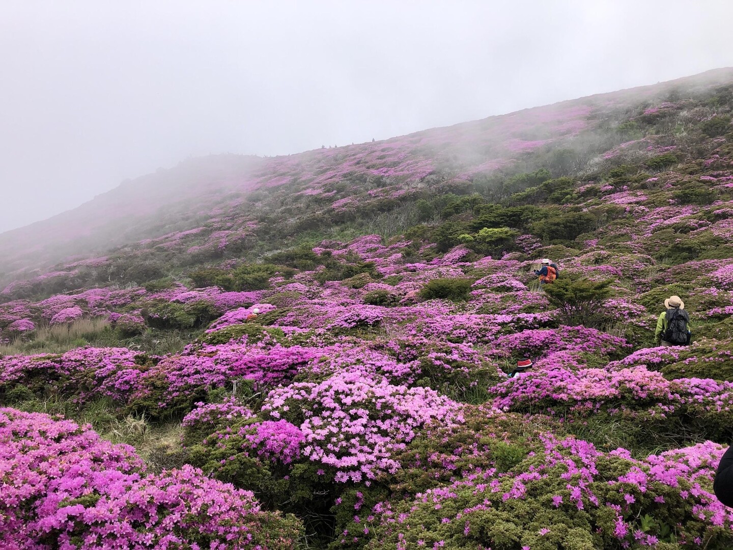 平治岳(吉部登山口) / neroliさんの九重山（久住山）・大船山・星生山の活動データ | YAMAP / ヤマップ
