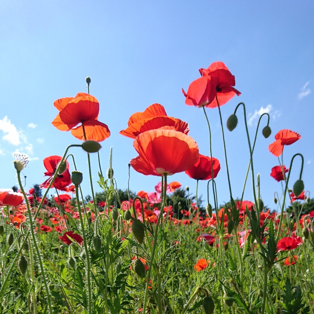 hoshiのページ | YAMAP / ヤマップ