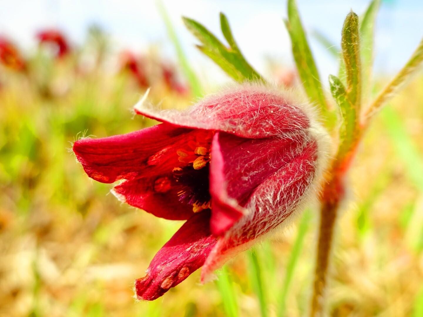 「翁草」🏵️🌿思いがけない出会い😃💕 / SAYOKOさんの天拝山・基山の活動データ | YAMAP / ヤマップ