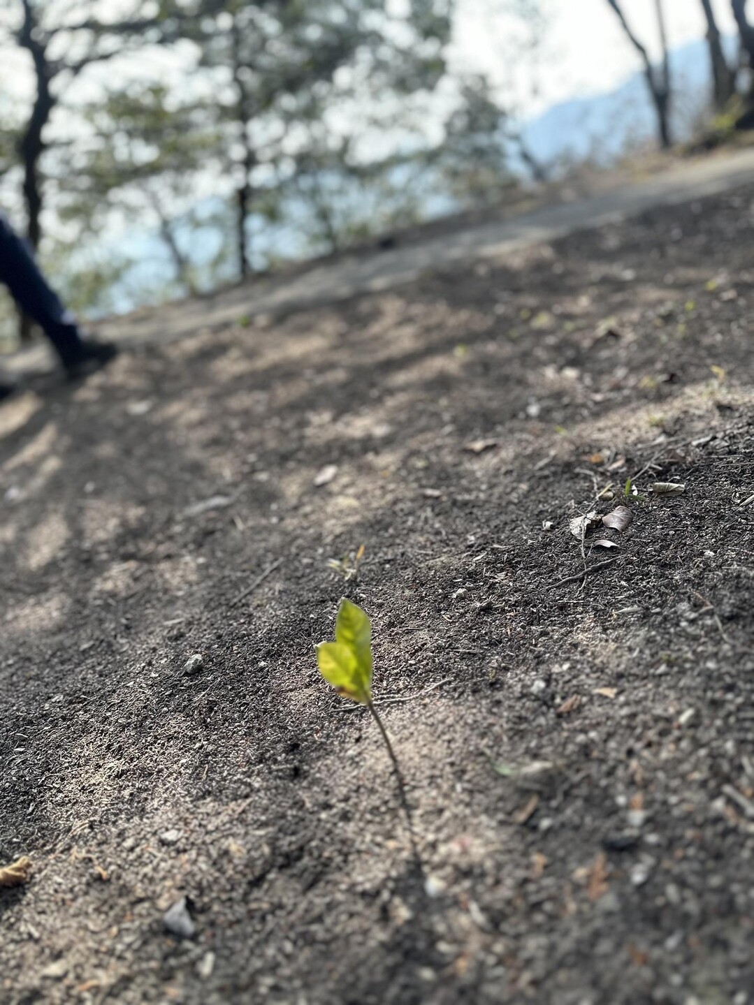 はげ山・尼子山 / YAMAcchiさんの雄鷹台山の活動データ | YAMAP / ヤマップ