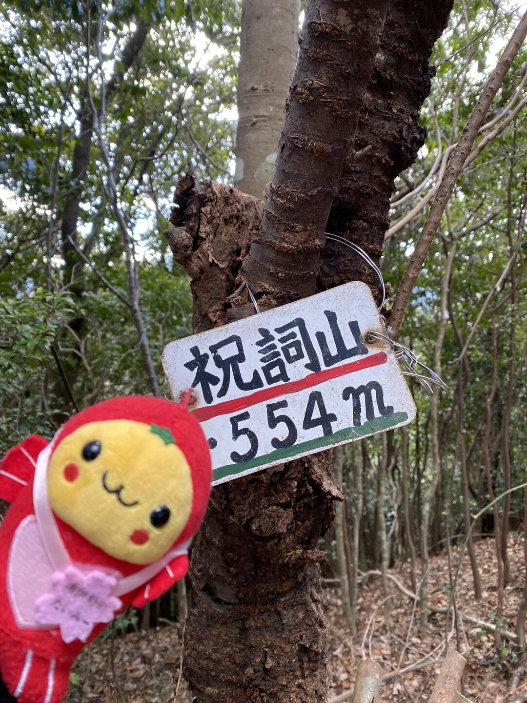 祝詞山、滝原浅間山下見の巻 / chiiiyanさんの大紀町の活動データ | YAMAP / ヤマップ