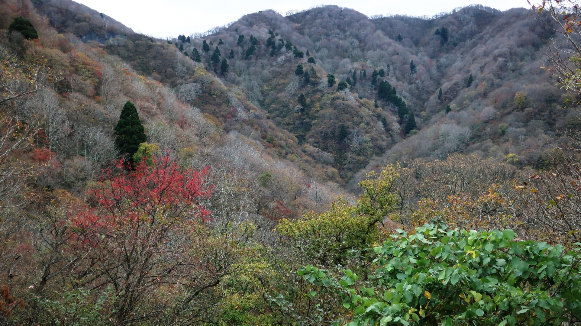 夕霧峠・西尾平（落葉）🍂🚗 早朝、雨... / tomo1990さんのモーメント | YAMAP / ヤマップ