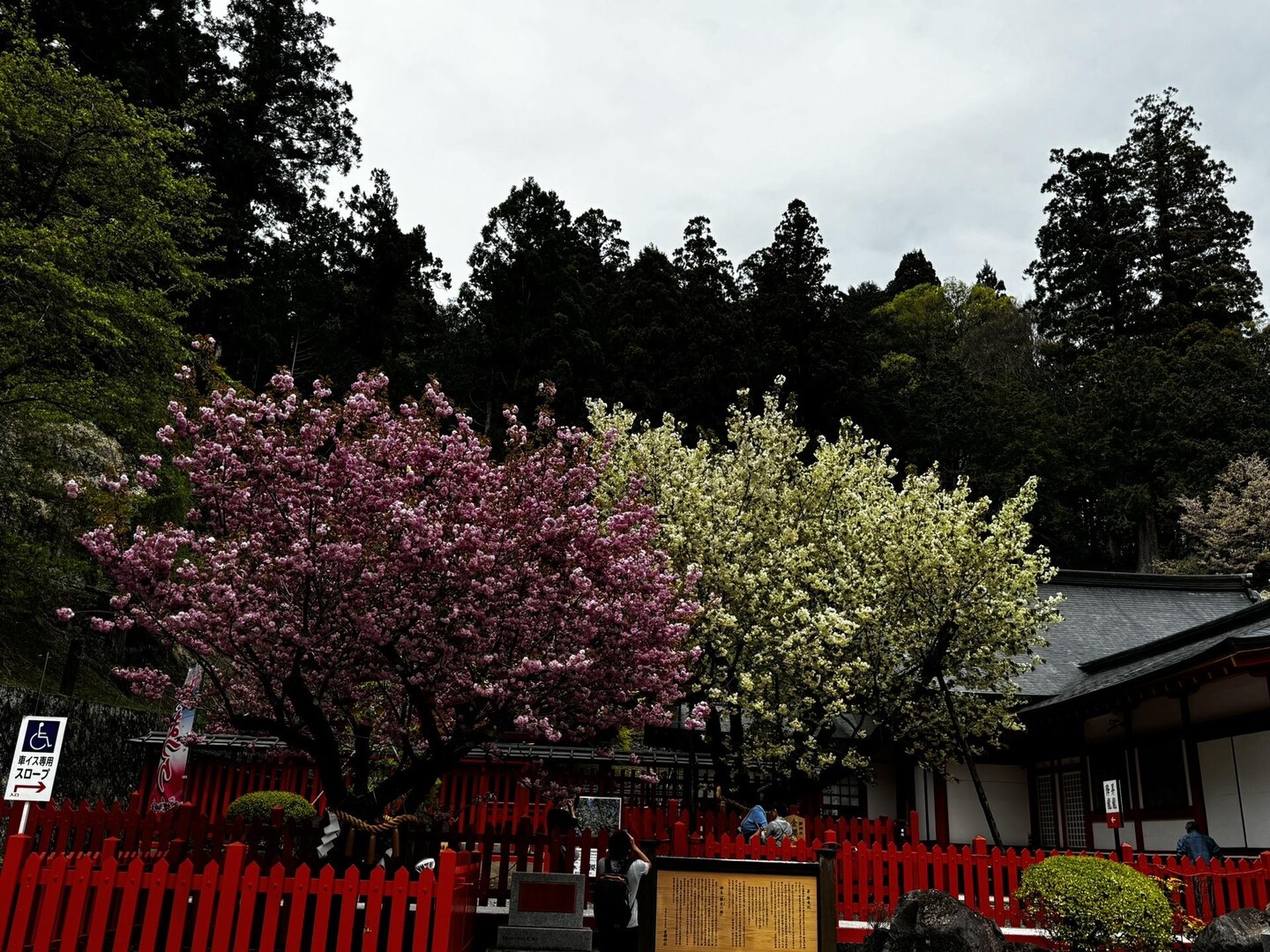 2024.4.26 先週に続き満開の ... / yukiさんのモーメント | YAMAP / ヤマップ