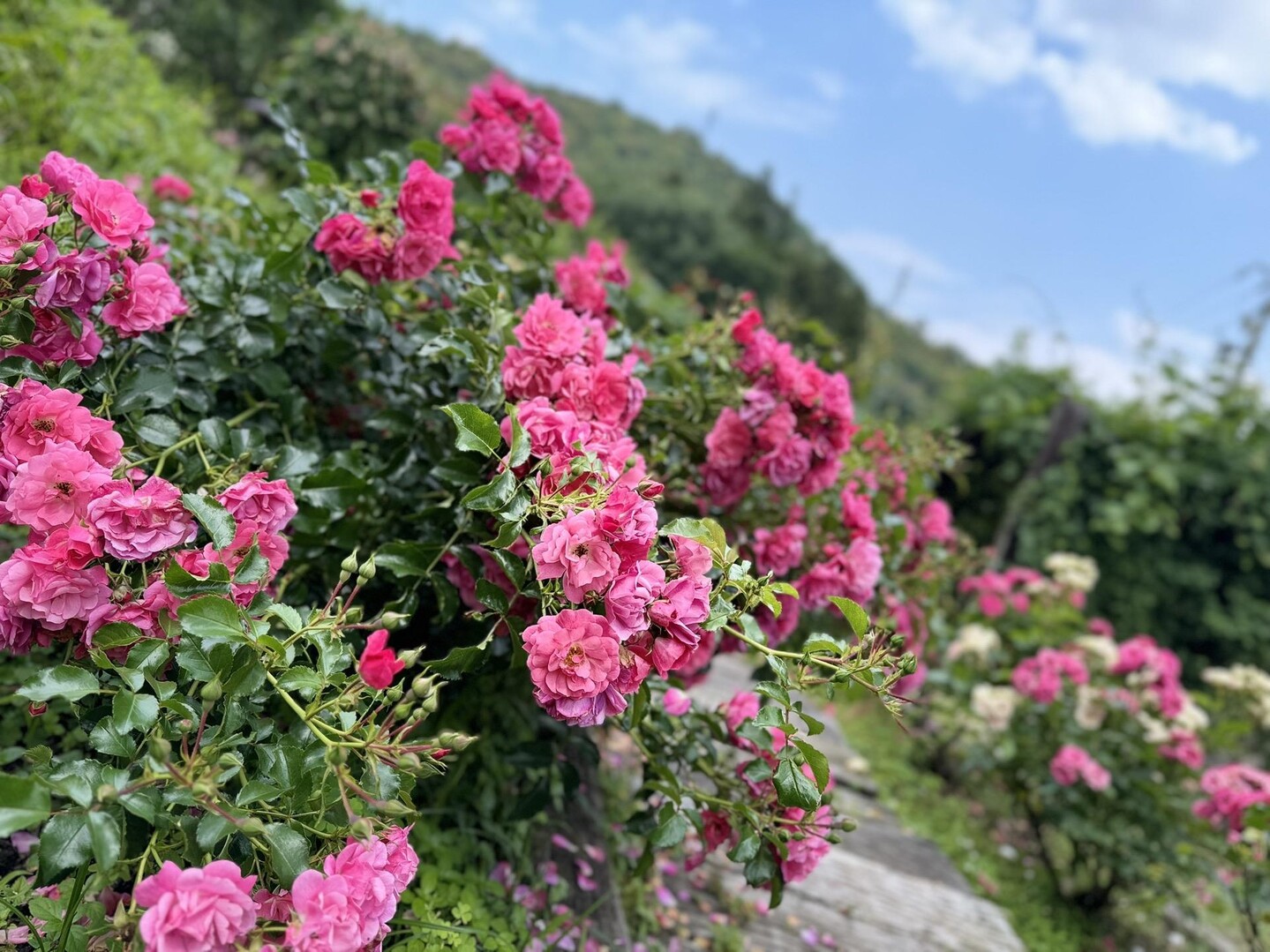 岐阜城🏯経由でバラ🌹園へ / R320さんの金華山・洞山・舟伏山の活動データ | YAMAP / ヤマップ