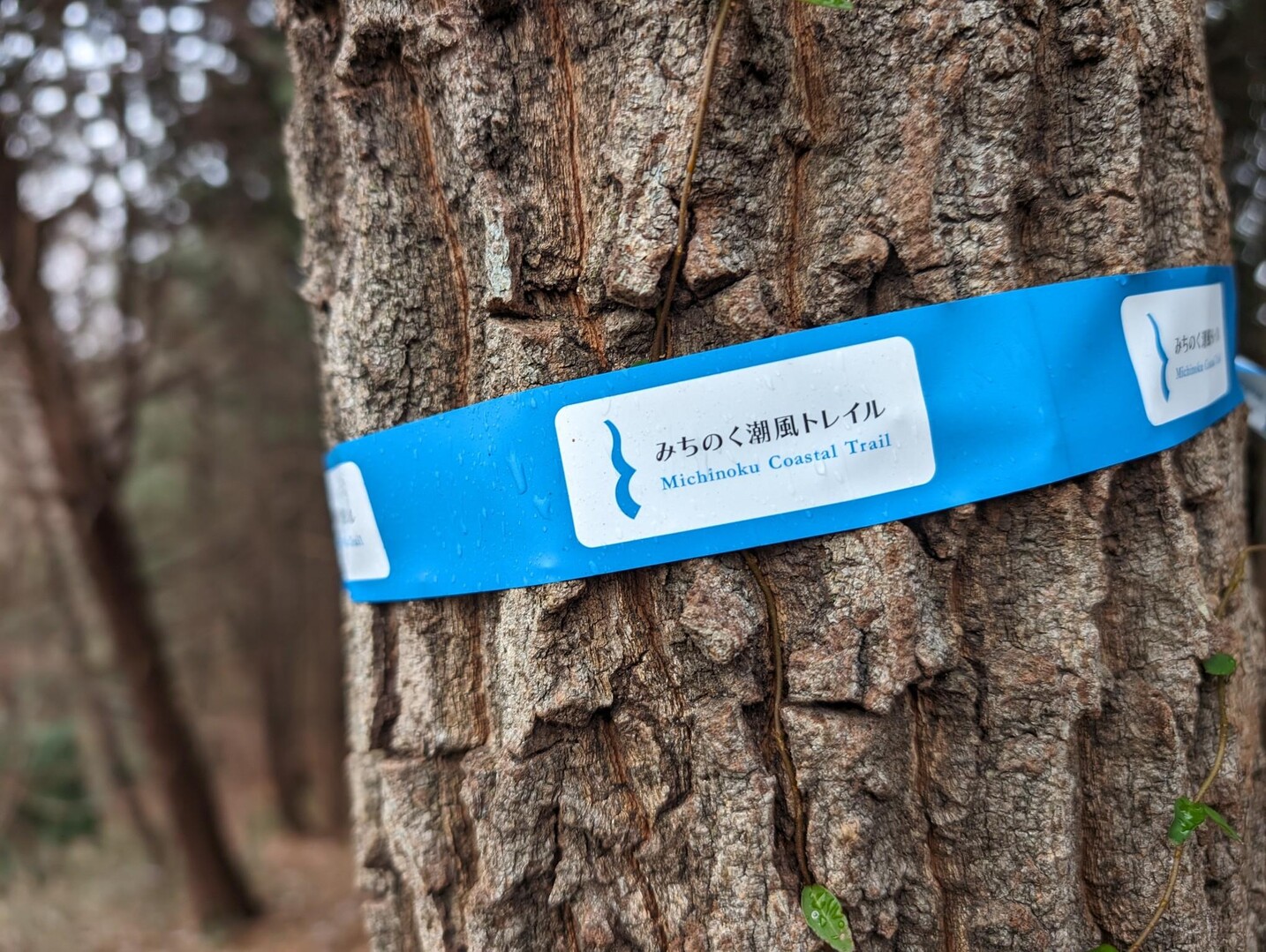 鷹討山・深山・石堂山・山家山・雷神山・四方山・黒森山 / TWOさんの深山の活動データ | YAMAP / ヤマップ