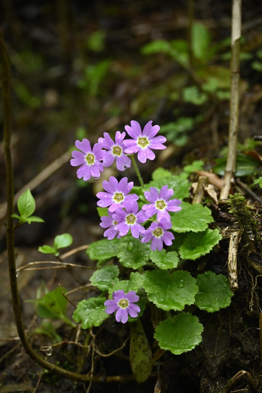 鰐塚山 / TAKKUNさんの鰐塚山の活動データ | YAMAP / ヤマップ