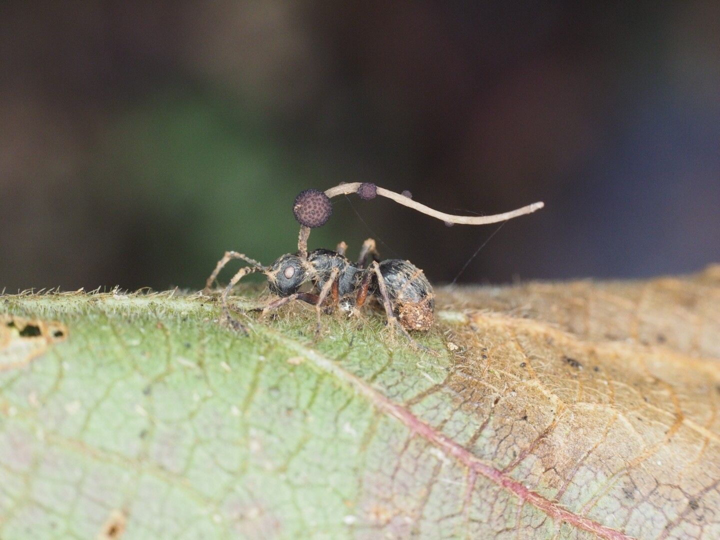 ikoanのページ | YAMAP / ヤマップ