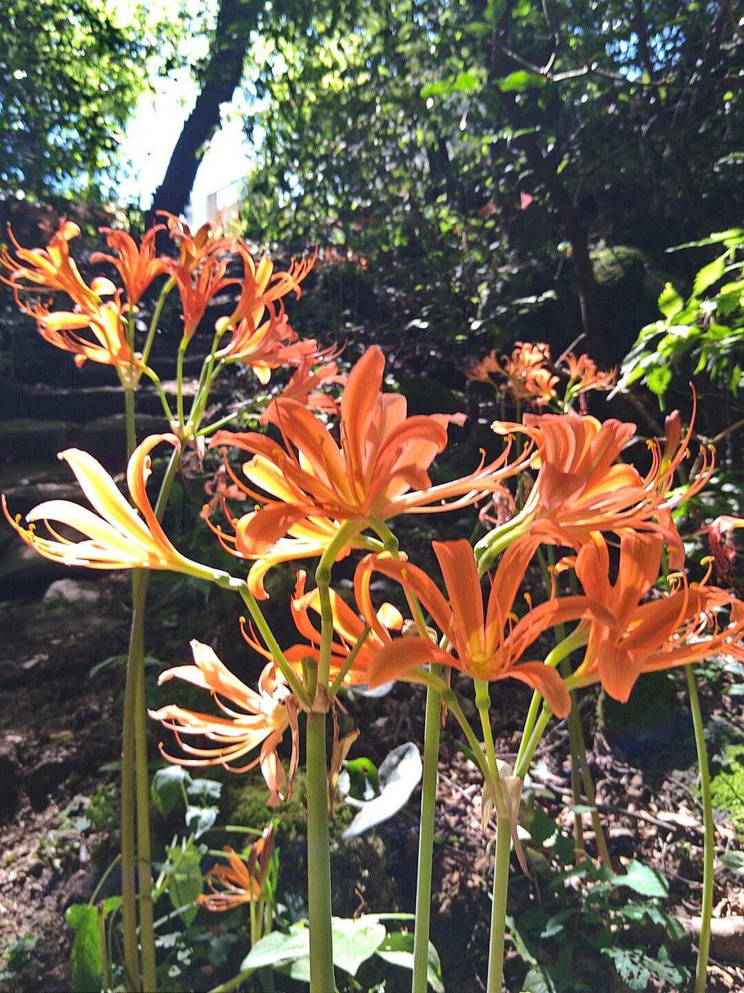 ここも凄 🦊キツネさんの八幡岳 NO1 / フッジィ60さんの八幡岳・眉山・女山の活動データ | YAMAP / ヤマップ