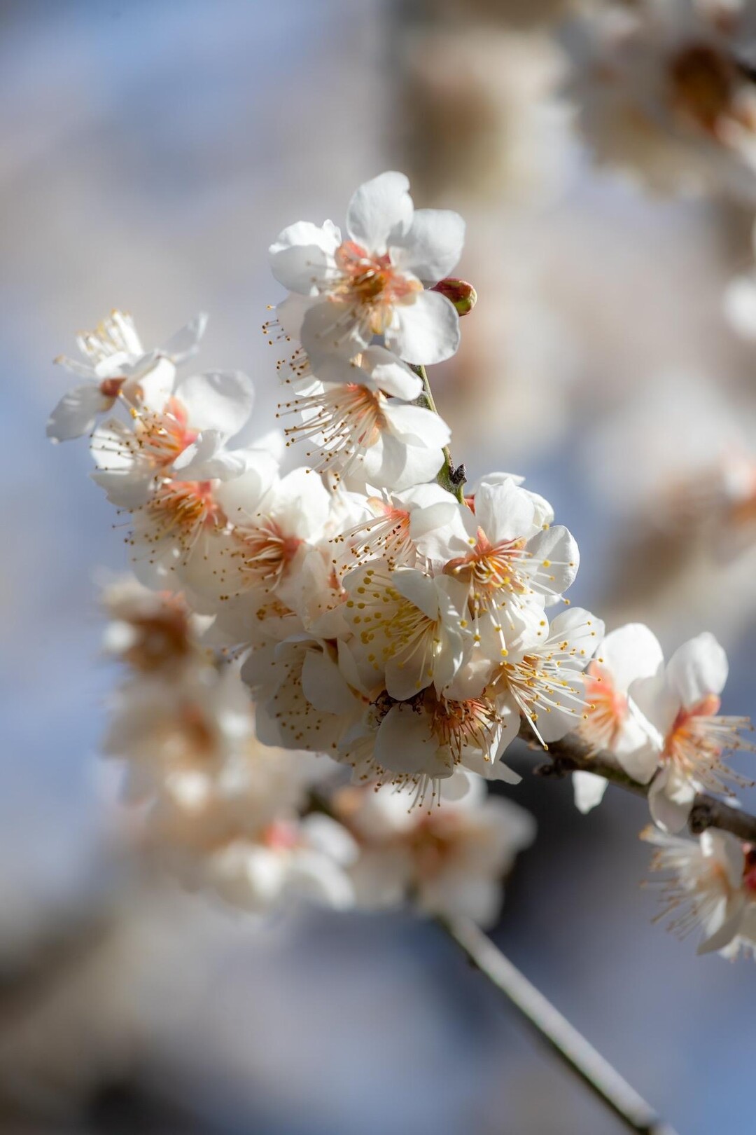 栗林公園の梅林がいい時期でした。 ht... / やまゆう@しこぐらさんのモーメント | YAMAP / ヤマップ
