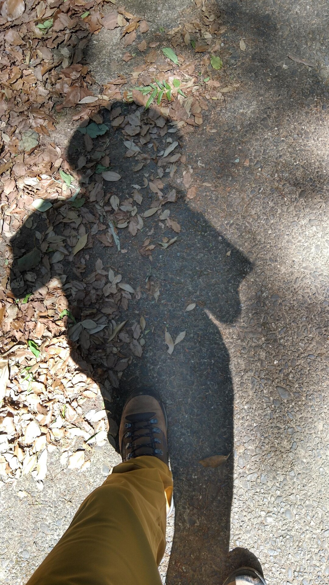 網代朝日山(160m)・宇佐美ナコウ山(352.7m)・離山(154m) 伊豆百低山 / ナオキーズ！さんの巣雲山の活動データ | YAMAP / ヤマップ