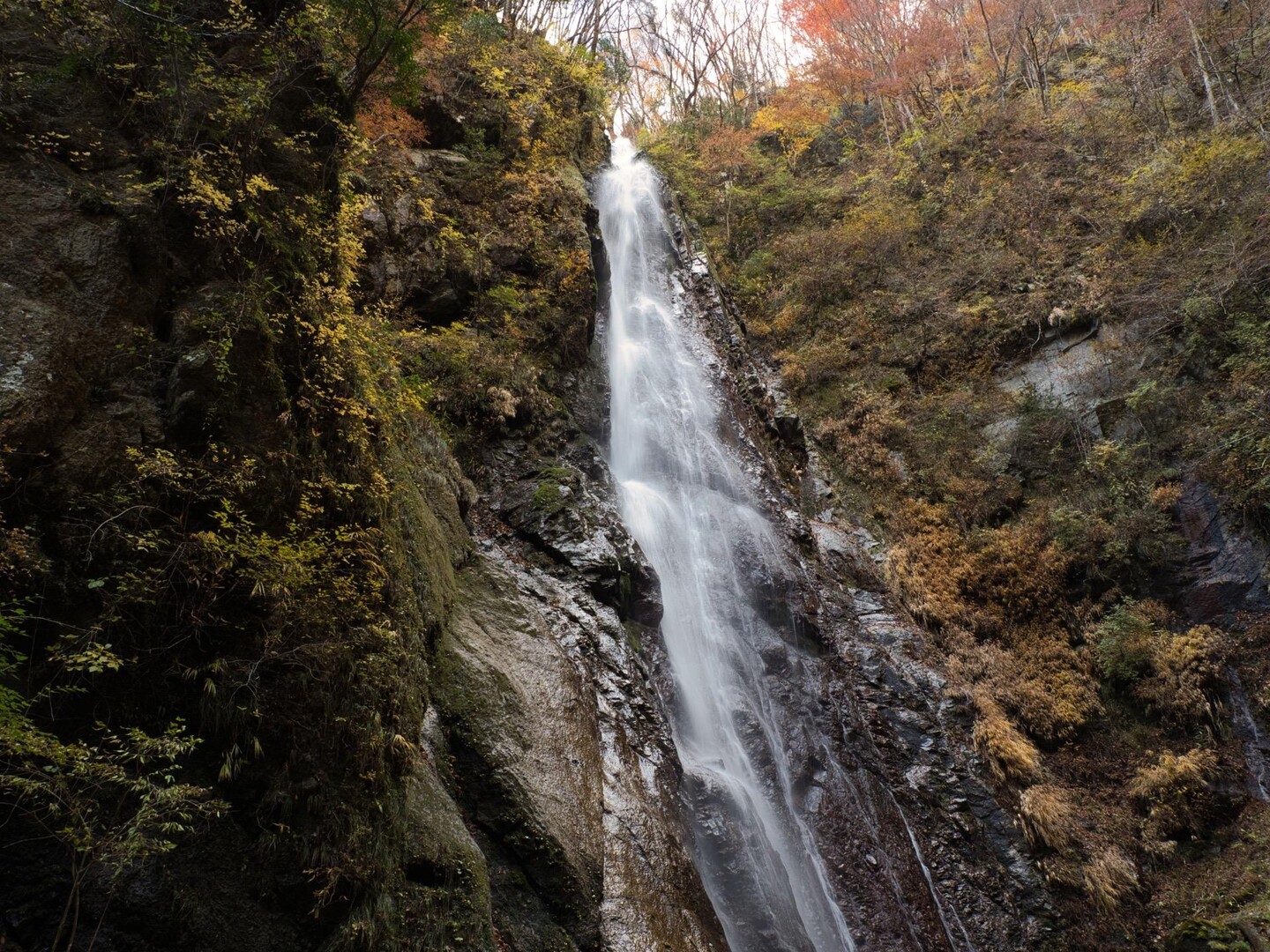 【西丹沢】畦ヶ丸山 (大滝橋〜畦ヶ丸山〜本棚〜下棚〜西丹沢VC) / ゴトさんの大室山・畦ヶ丸山・菰釣山の活動データ | YAMAP / ヤマップ