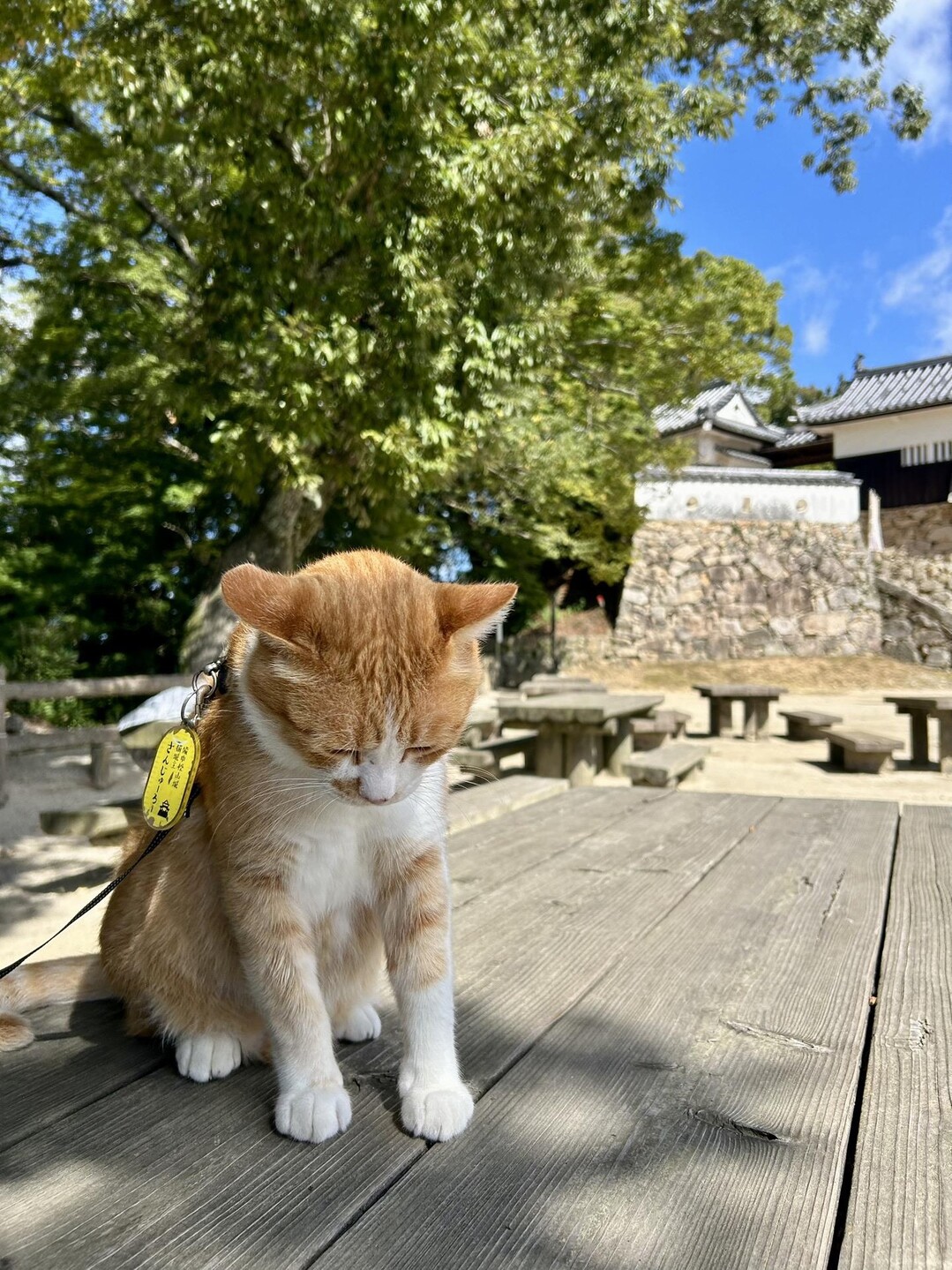 可愛い写真沢山撮れたのに活動日記に10枚... / coco☺︎さんのモーメント | YAMAP / ヤマップ
