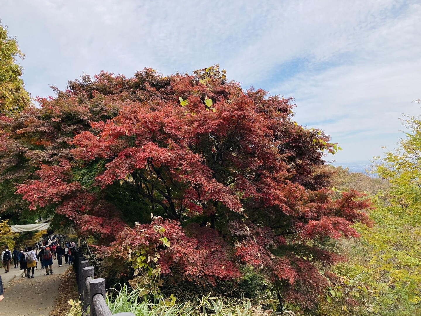 高尾山 山頂〜もみじ台 / やどりぎさんの高尾山・陣馬山・景信山の活動データ | YAMAP / ヤマップ