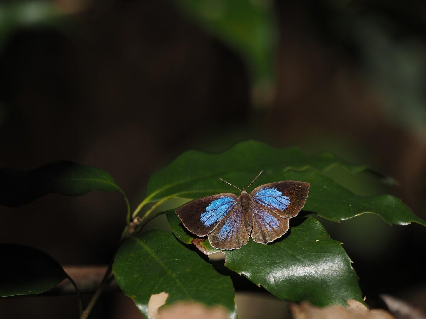 ここ数年恒例となりました、元旦のルーミス... / JICKさんのモーメント | YAMAP / ヤマップ
