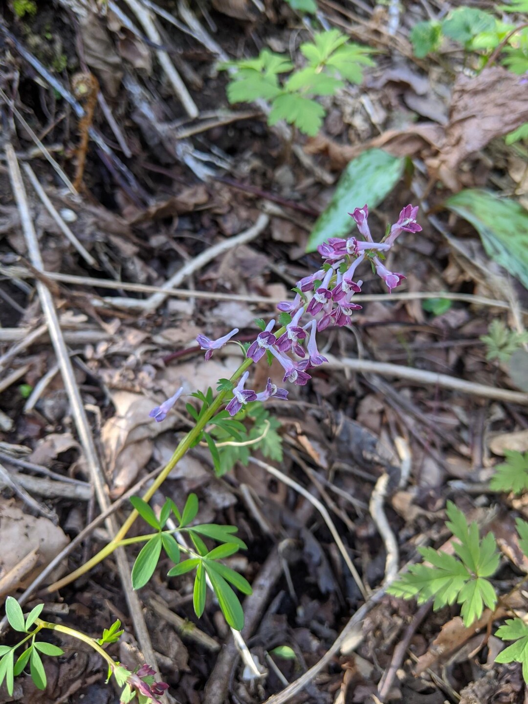4月中旬 ヤマエンゴサク vs. オトメ... / YOLOさんのモーメント | YAMAP / ヤマップ