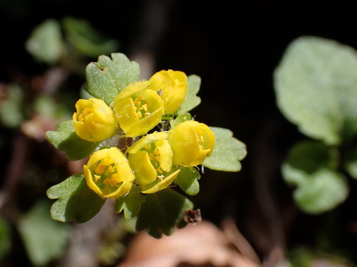 西臼塚 / kumomaさんの富士山の活動データ | YAMAP / ヤマップ