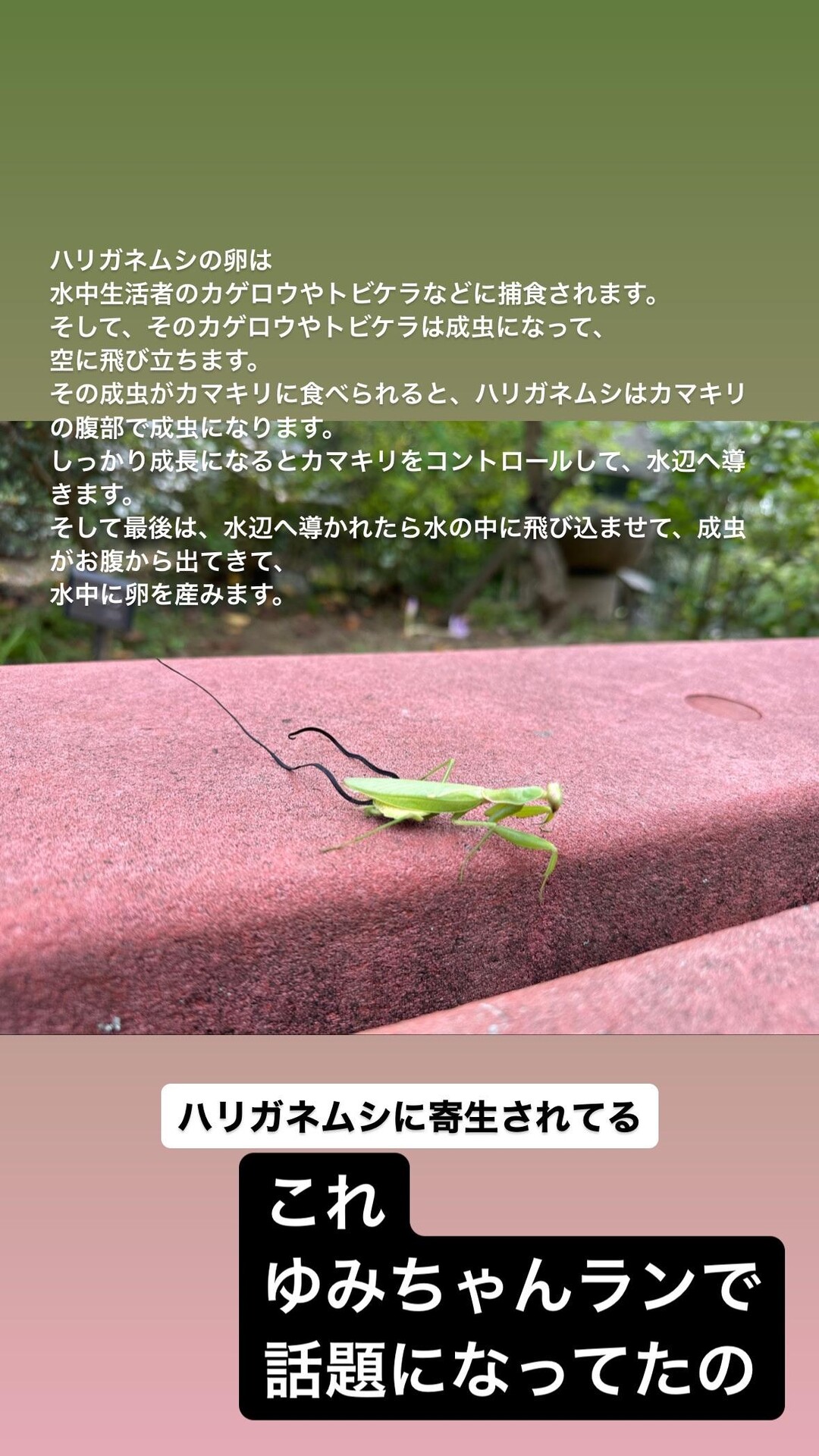 ハリガネムシに寄生されている カマキリを... / ERlii*さんのモーメント | YAMAP / ヤマップ