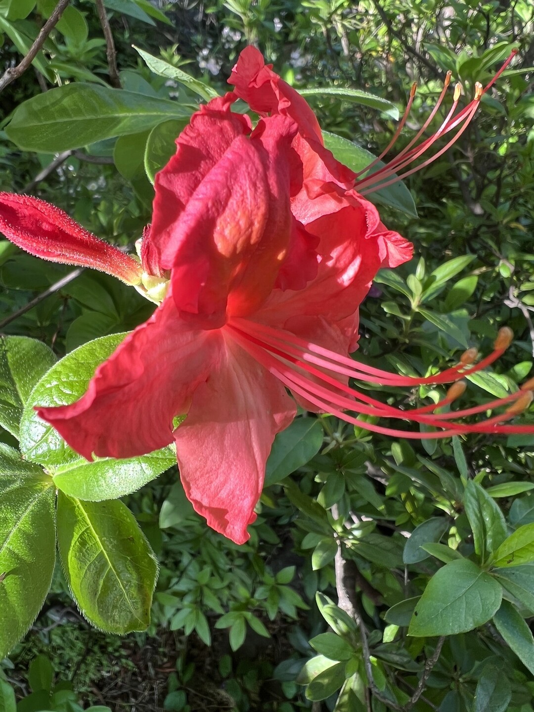 我が家の春🌸最後の蓮華ツツジが咲きまし... / ｺﾖｩﾃ(coyote)さんのモーメント | YAMAP / ヤマップ