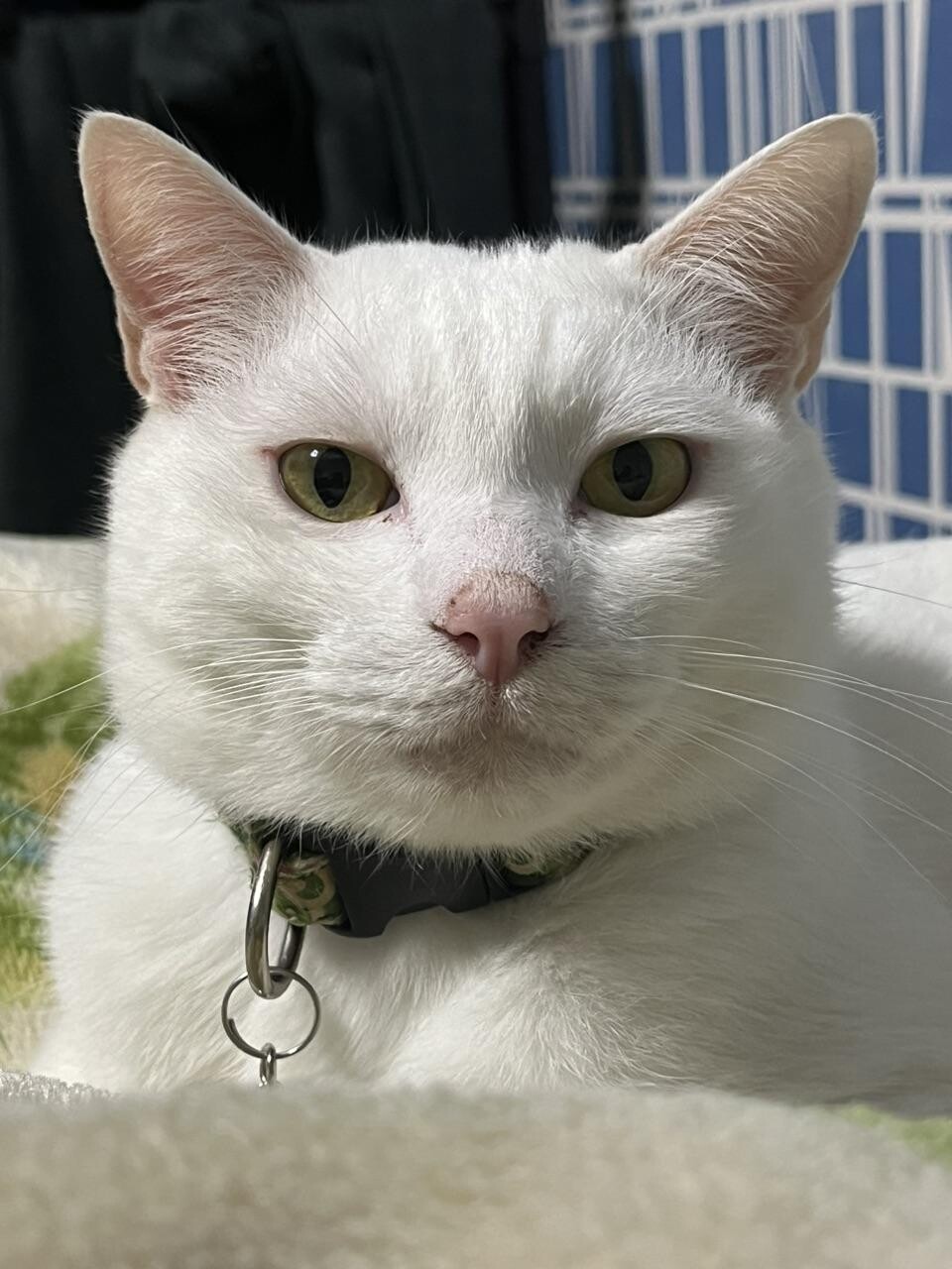 リキのページ | YAMAP / ヤマップ